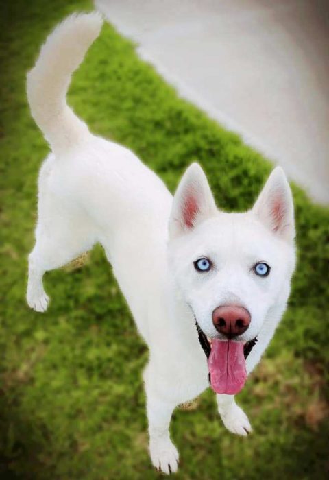 Buddy - Arctic Rescue Victoria Inc.