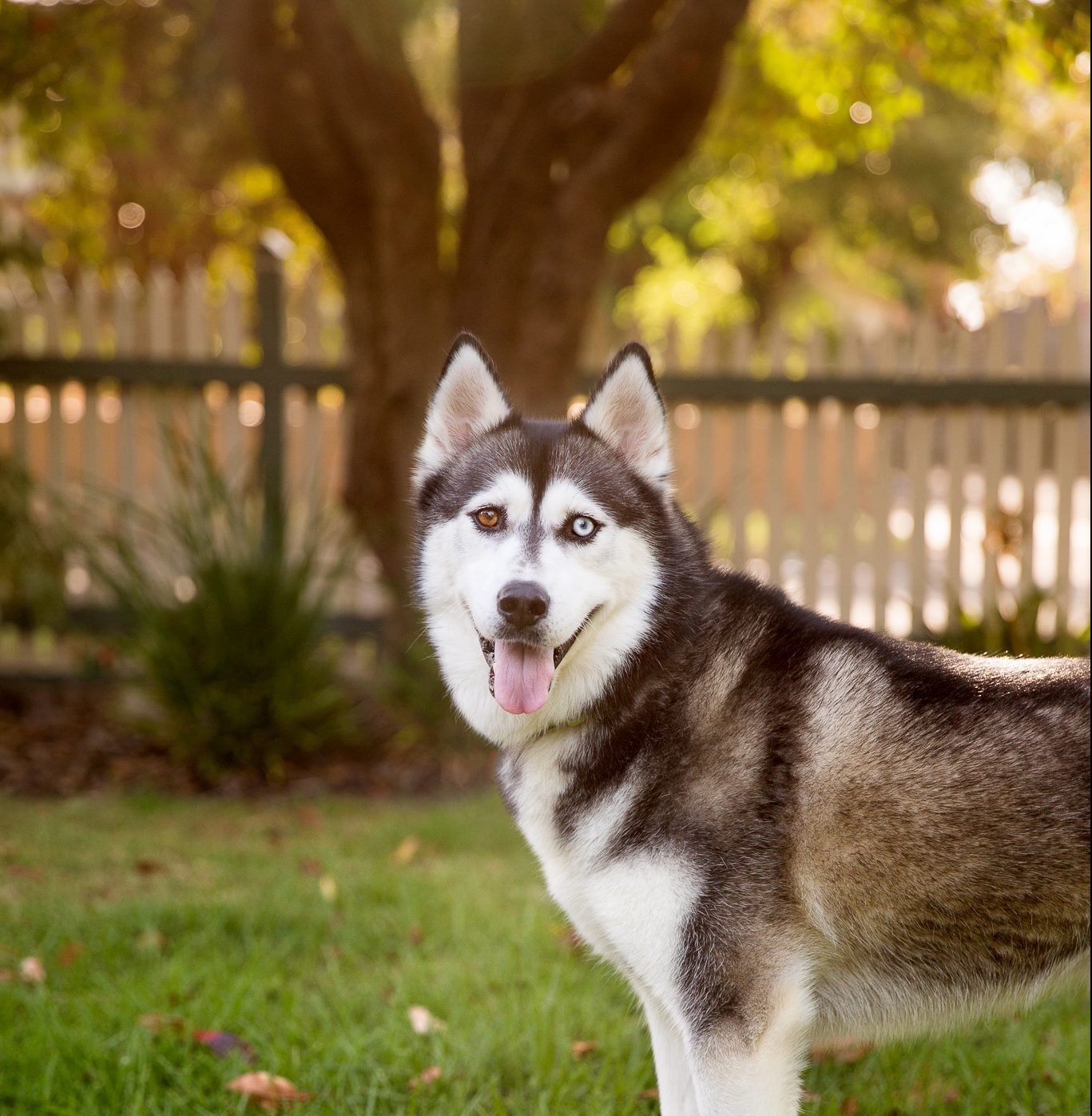 Momo - Arctic Rescue Victoria Inc.