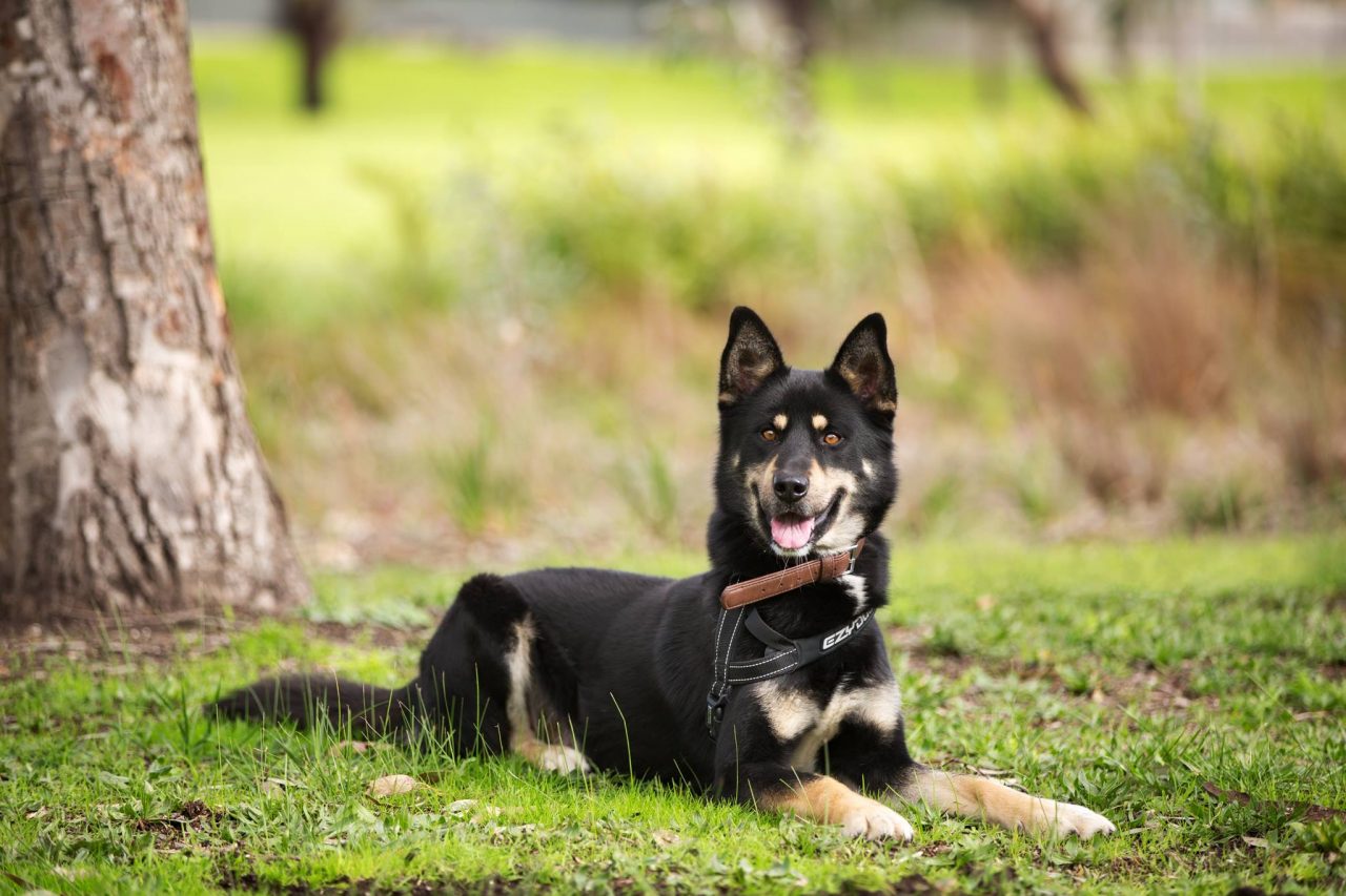 Chico - Arctic Rescue Victoria Inc.