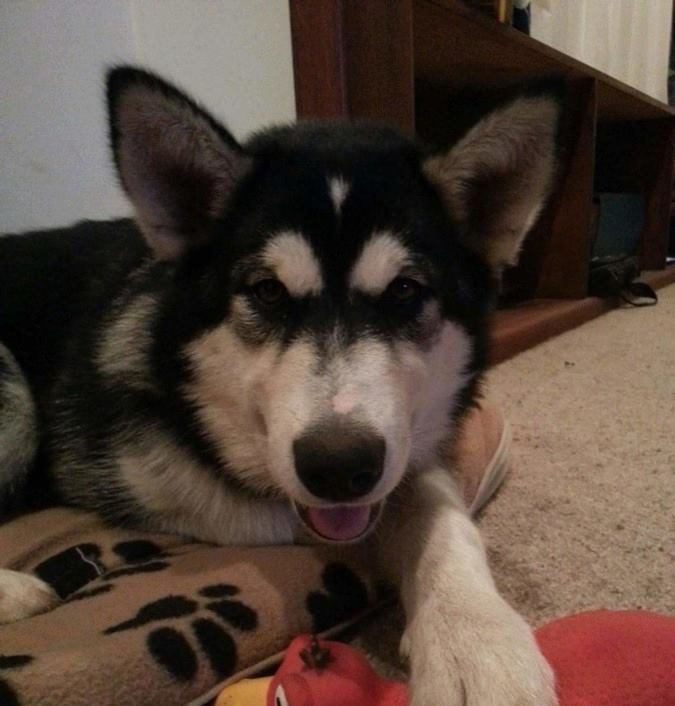 Roxy - Arctic Rescue Victoria Inc.