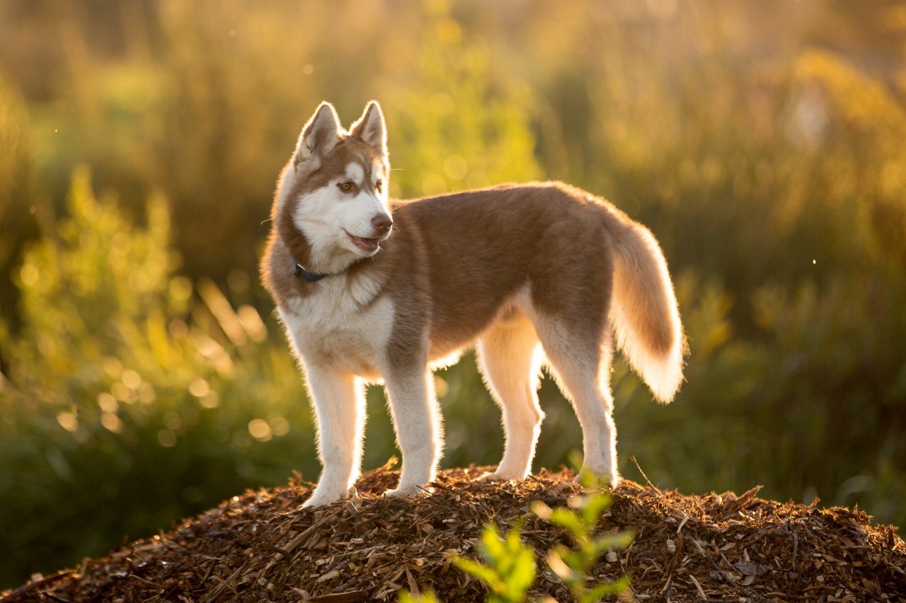 Mars - Arctic Rescue Victoria Inc.