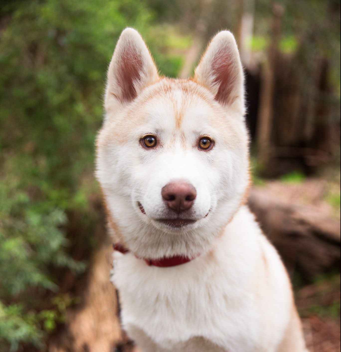 Lex - Arctic Rescue Victoria Inc.