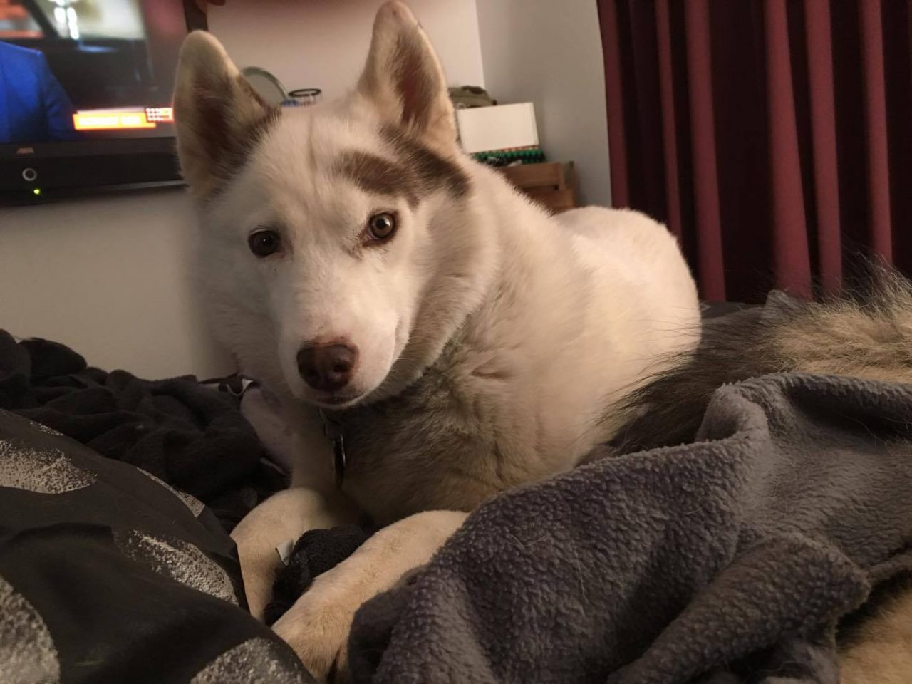 Aurora - Arctic Rescue Victoria Inc.