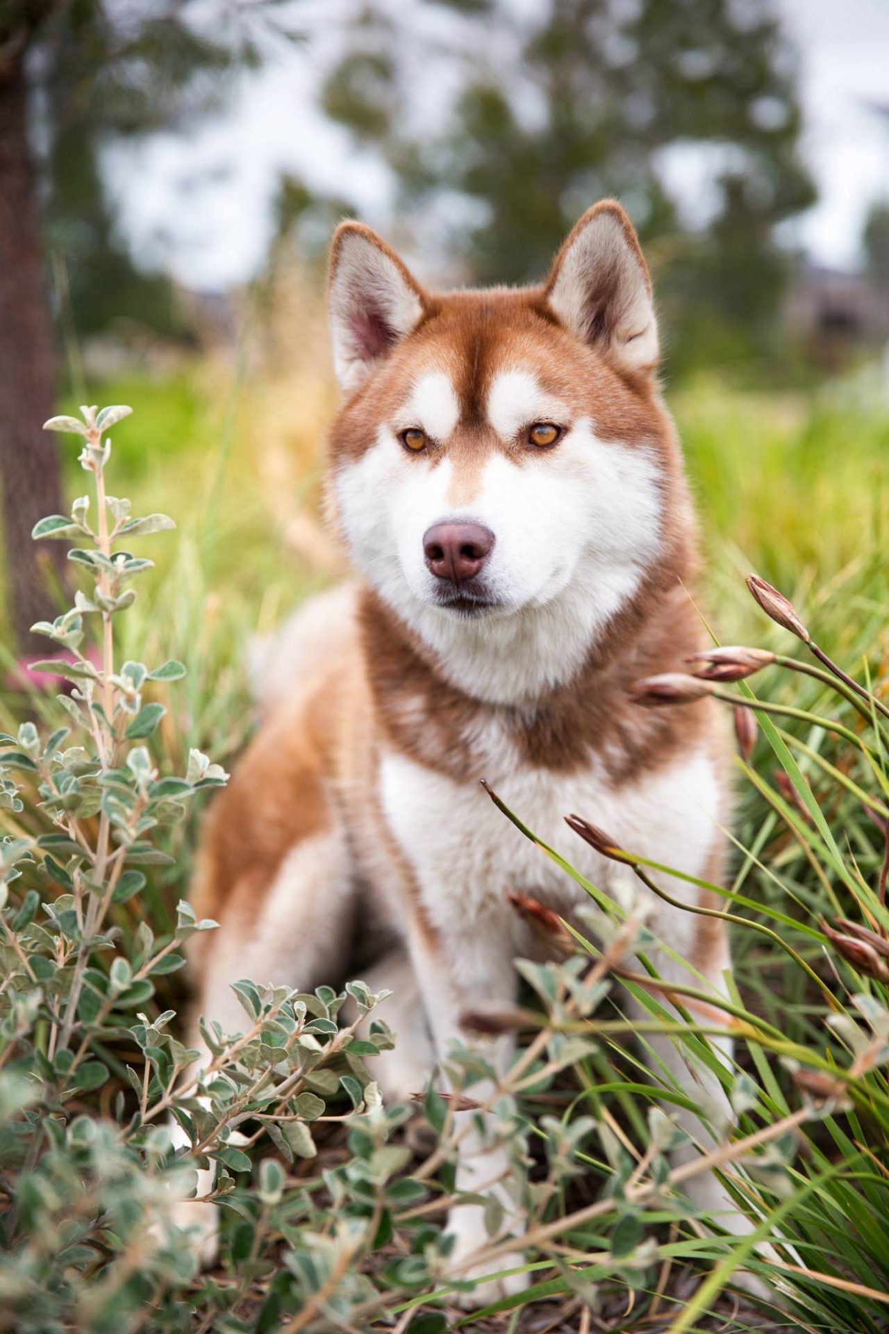 Molly - Arctic Rescue Victoria Inc.