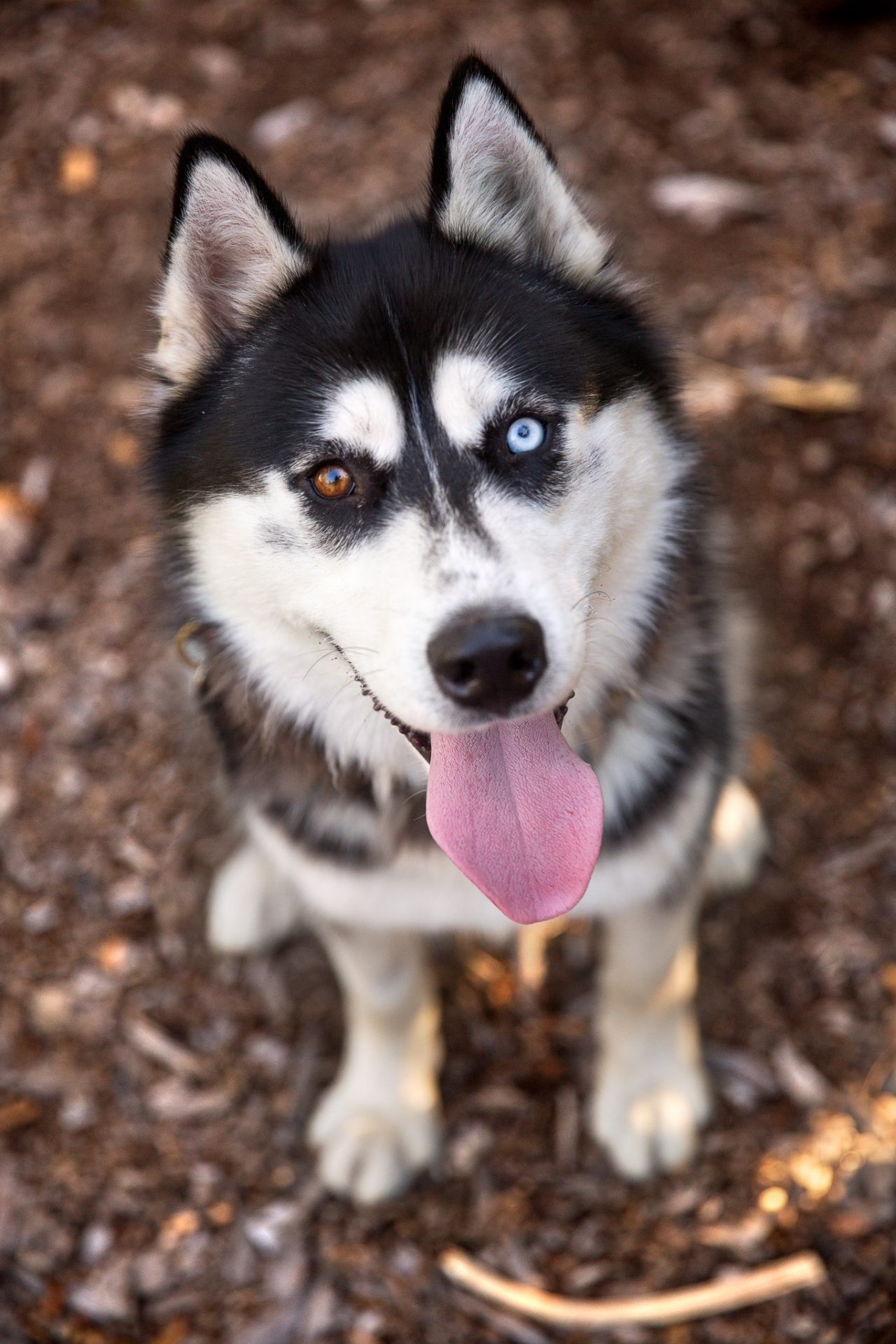 Odin - Arctic Rescue Victoria Inc.