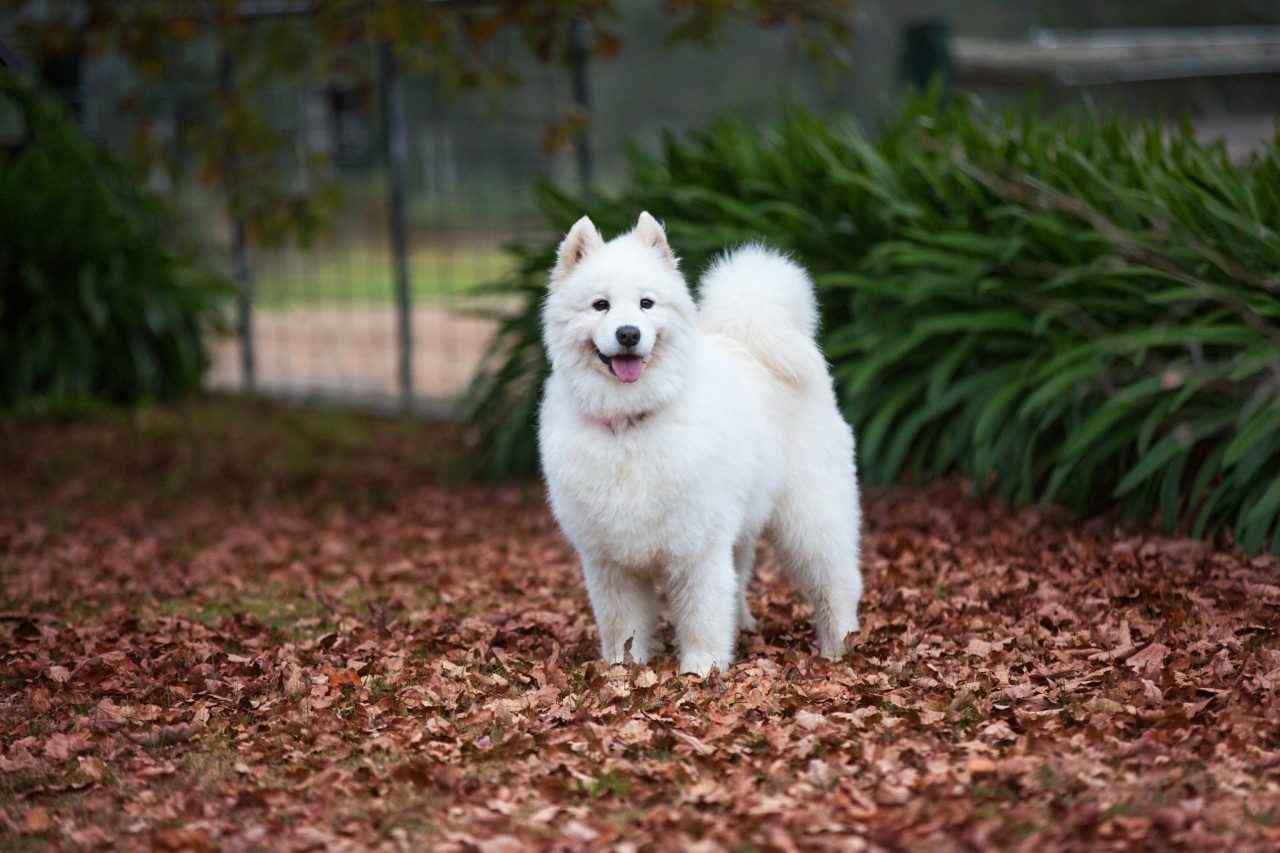 Jenny - Arctic Rescue Victoria Inc.