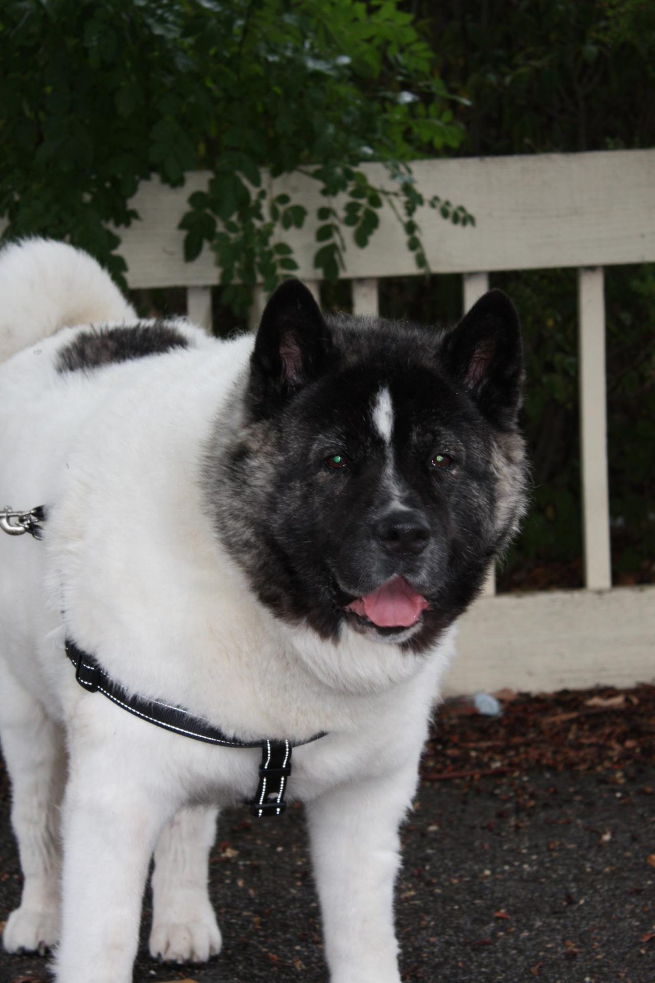 Roxy - Arctic Rescue Victoria Inc.