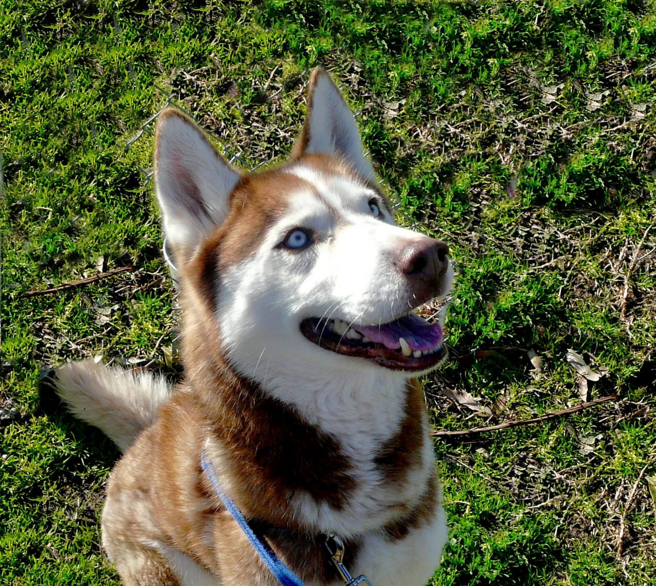 Simba - Arctic Rescue Victoria Inc.