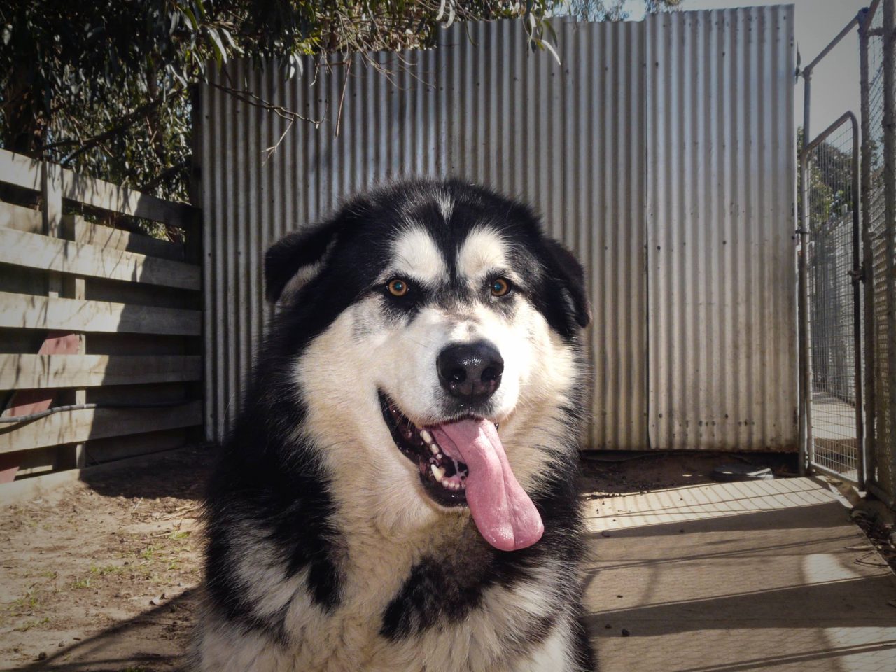 Alaska - Arctic Rescue Victoria Inc.