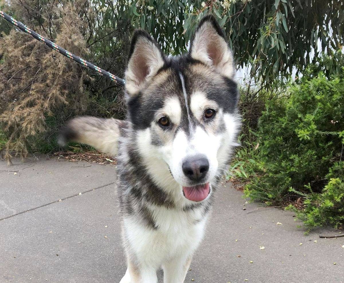 Sura - Arctic Rescue Victoria Inc.