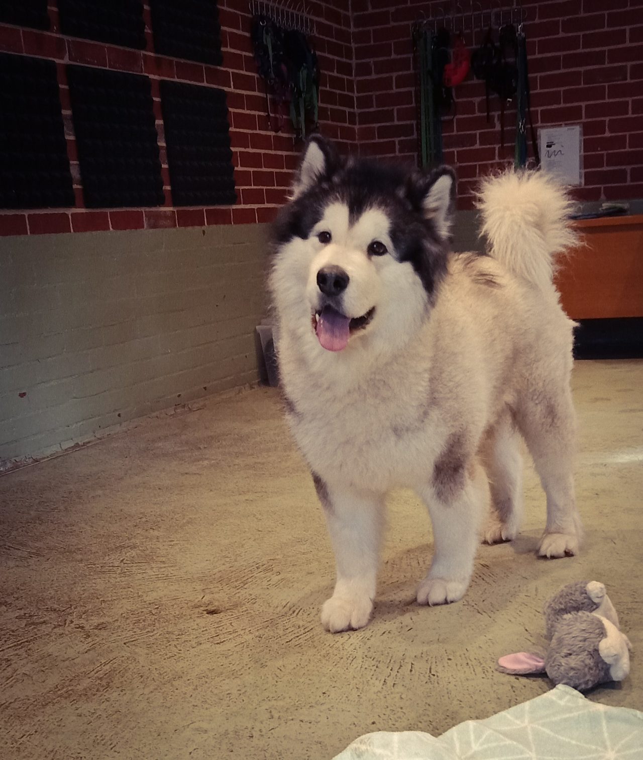 Hitch - Arctic Rescue Victoria Inc.