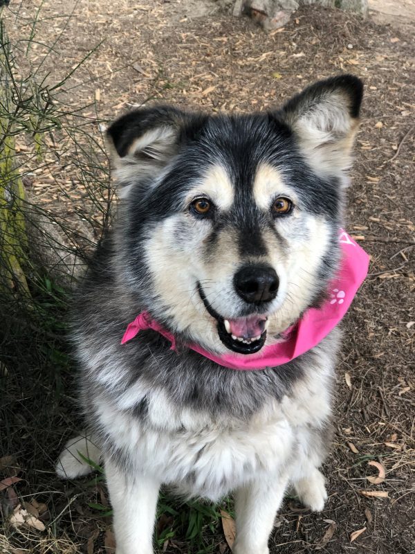 Lia - Arctic Rescue Victoria Inc.