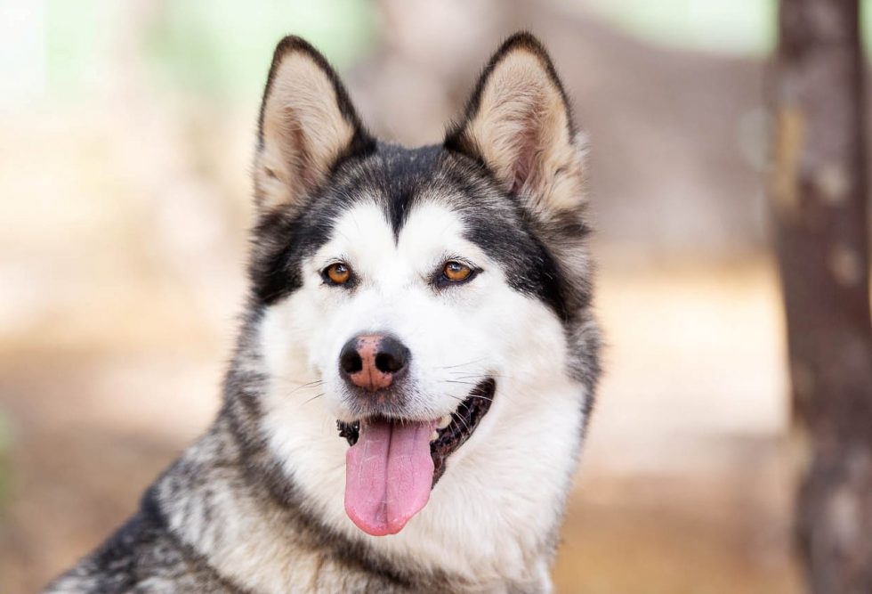 Pearl - Arctic Rescue Victoria Inc.