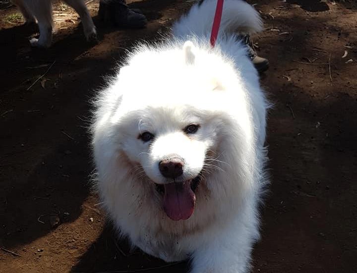 Snowy - Arctic Rescue Victoria Inc.