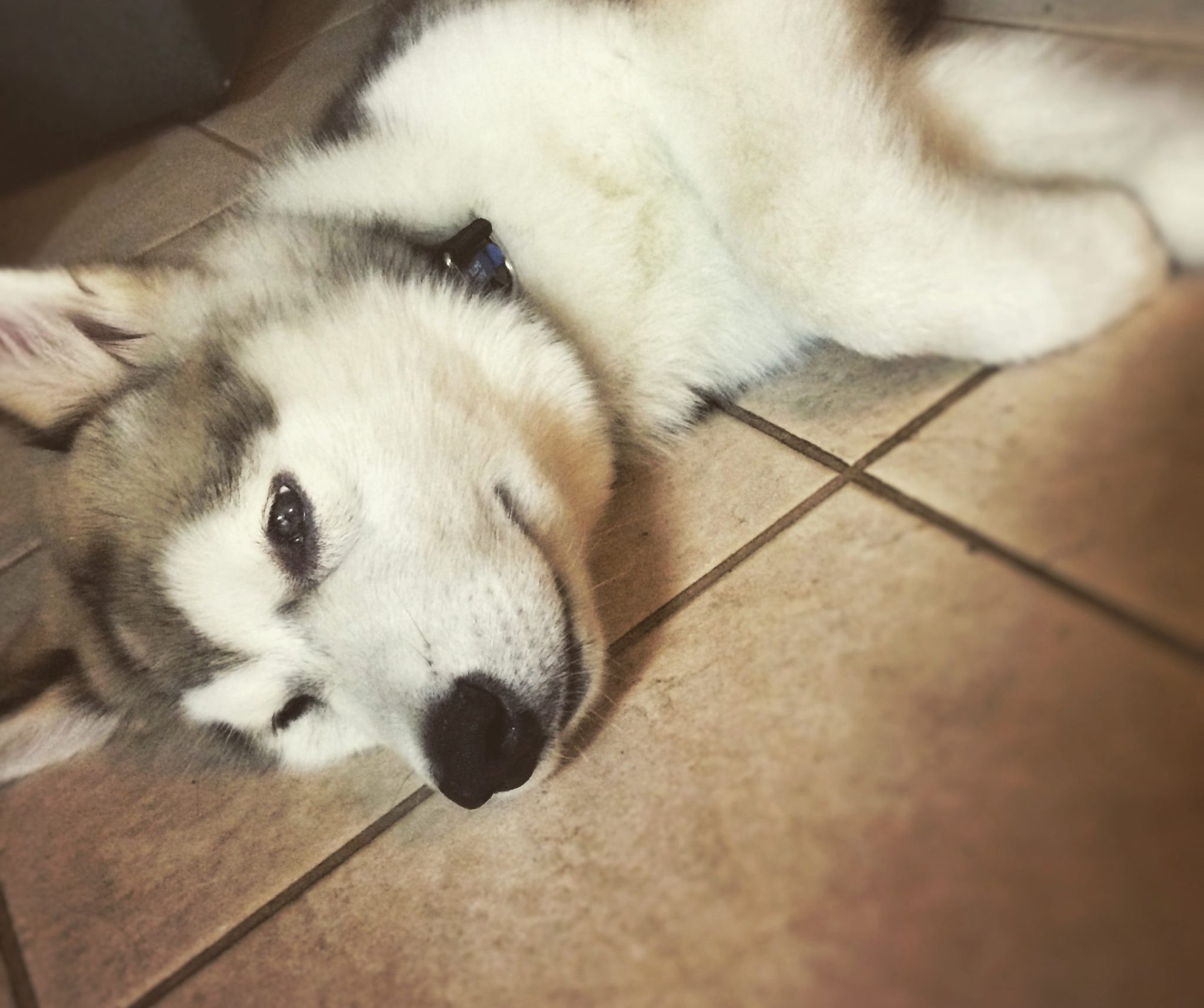 Nanook - Arctic Rescue Victoria Inc.