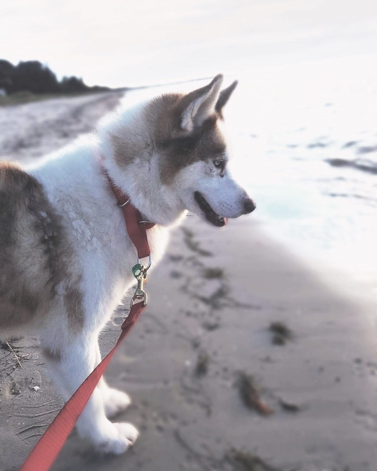 Ricky - Arctic Rescue Victoria Inc.