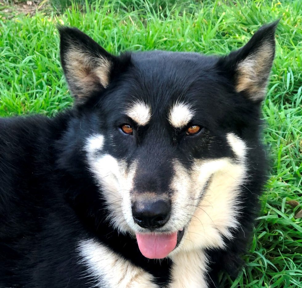 Bobby - Arctic Rescue Victoria Inc.