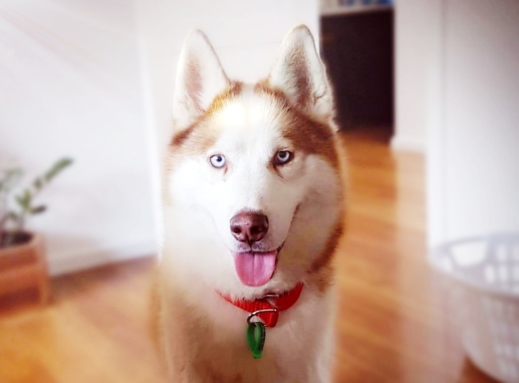 Ricky - Arctic Rescue Victoria Inc.