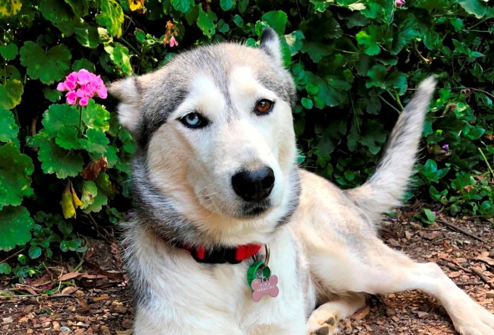 Kira - Arctic Rescue Victoria Inc.