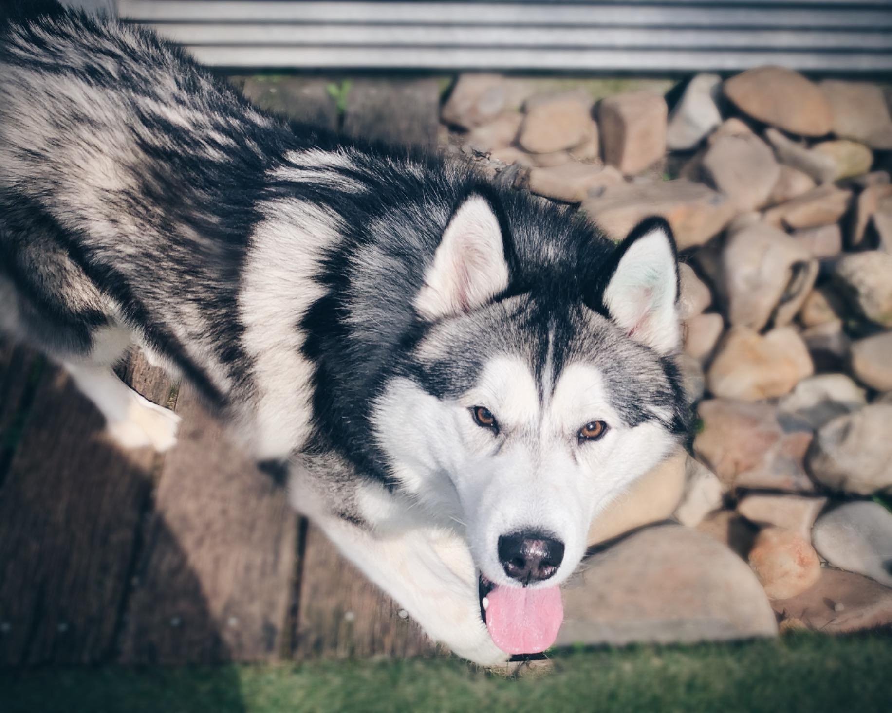 Mako - Arctic Rescue Victoria Inc.