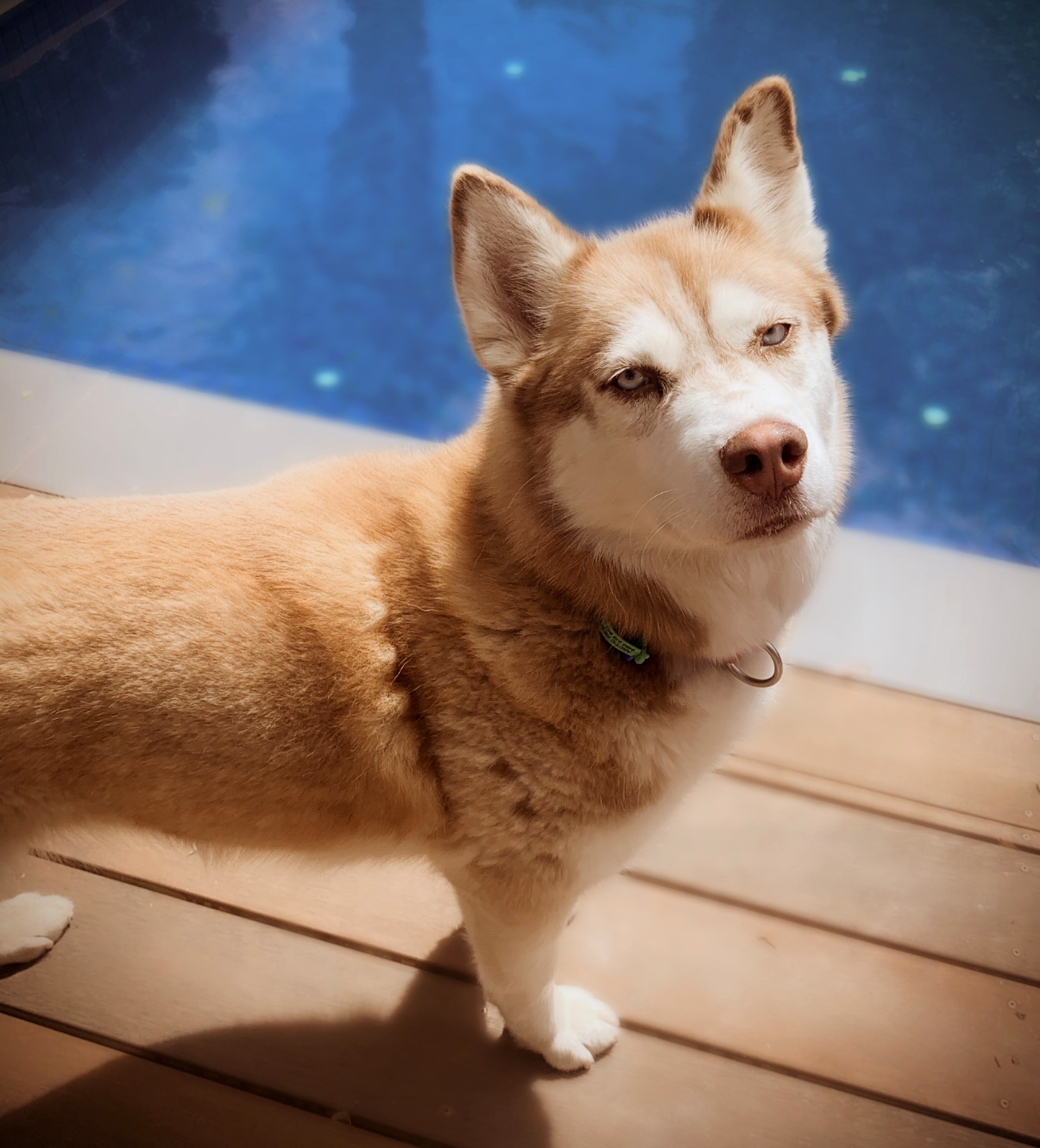 Mya - Arctic Rescue Victoria Inc.