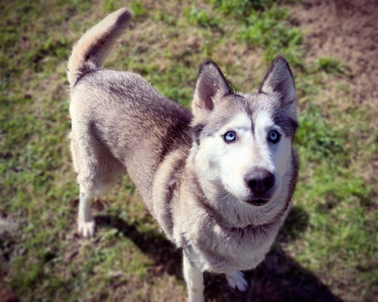 Skye - Arctic Rescue Victoria Inc.