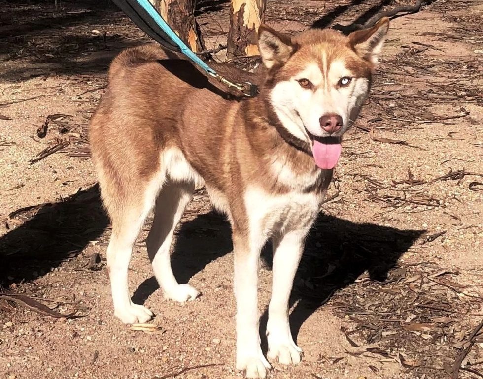 Ralfy - Arctic Rescue Victoria Inc.