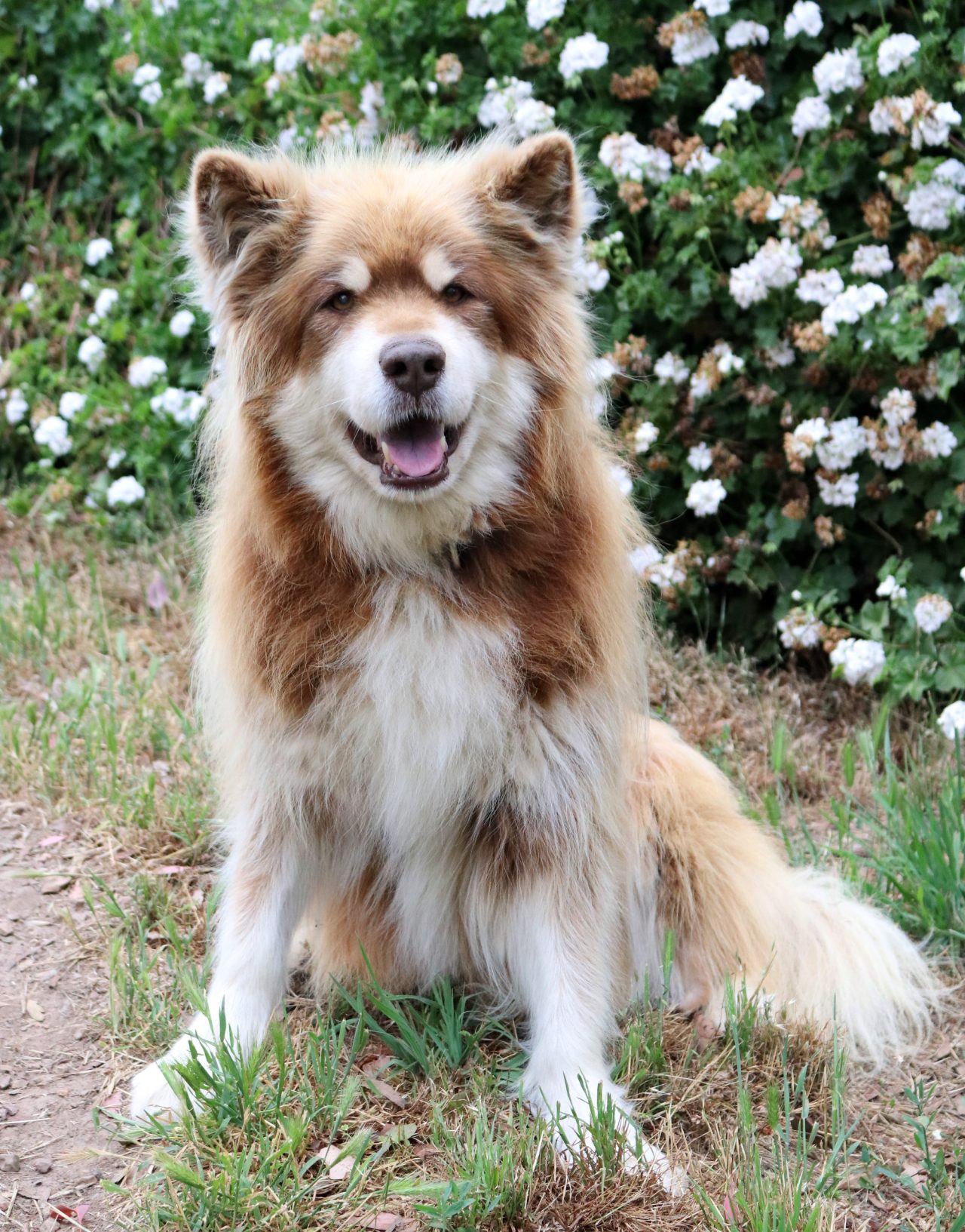 Manuka - Arctic Rescue Victoria Inc.