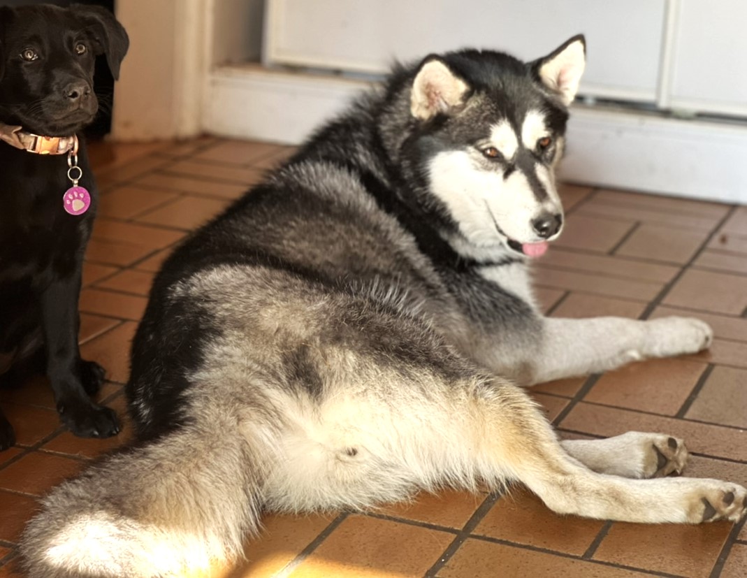 Indigo - Arctic Rescue Victoria Inc.