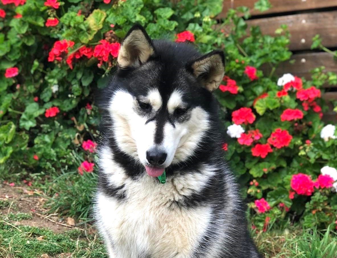 Meet the dogs - Arctic Rescue Victoria Inc.