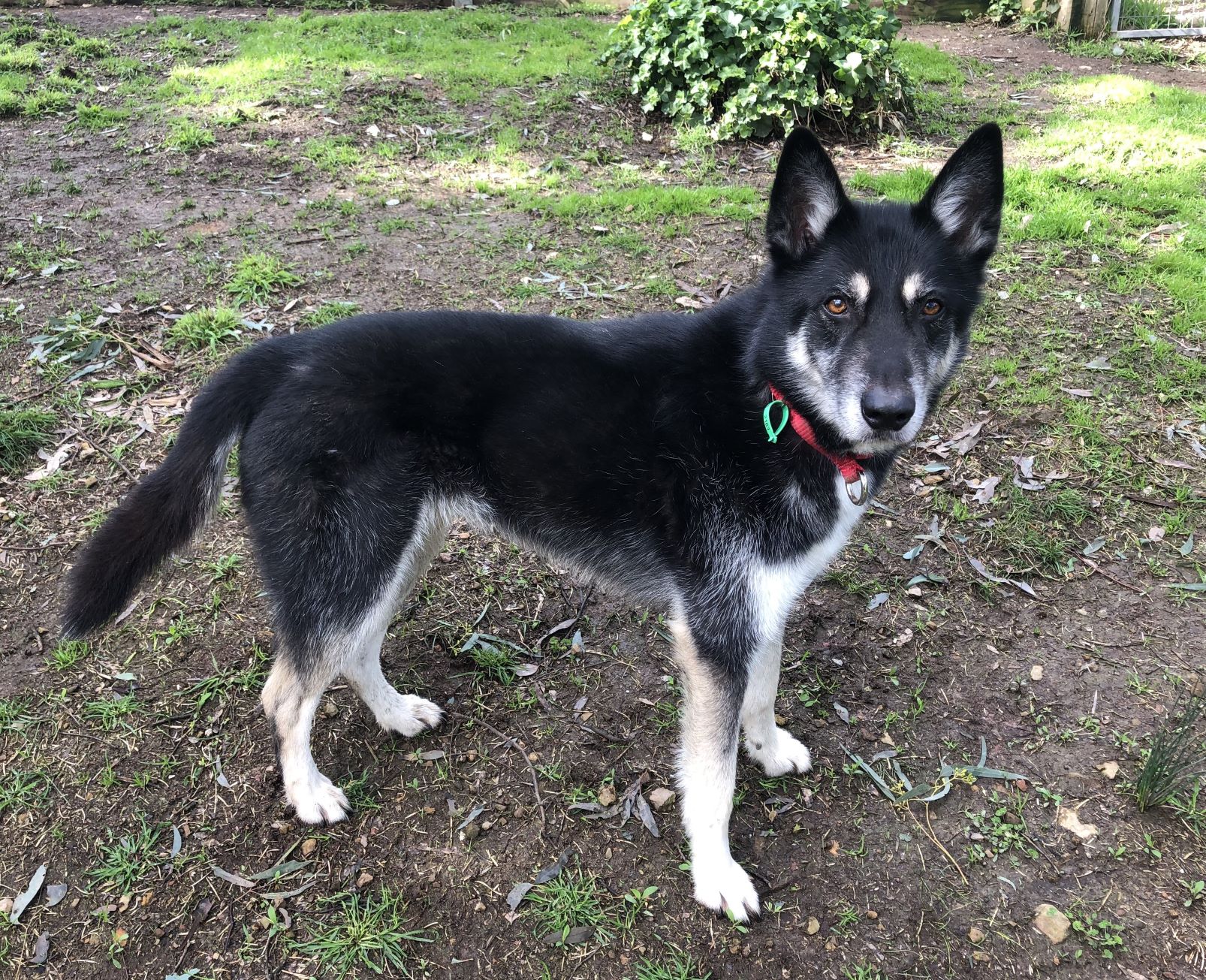 Meet the dogs - Arctic Rescue Victoria Inc.