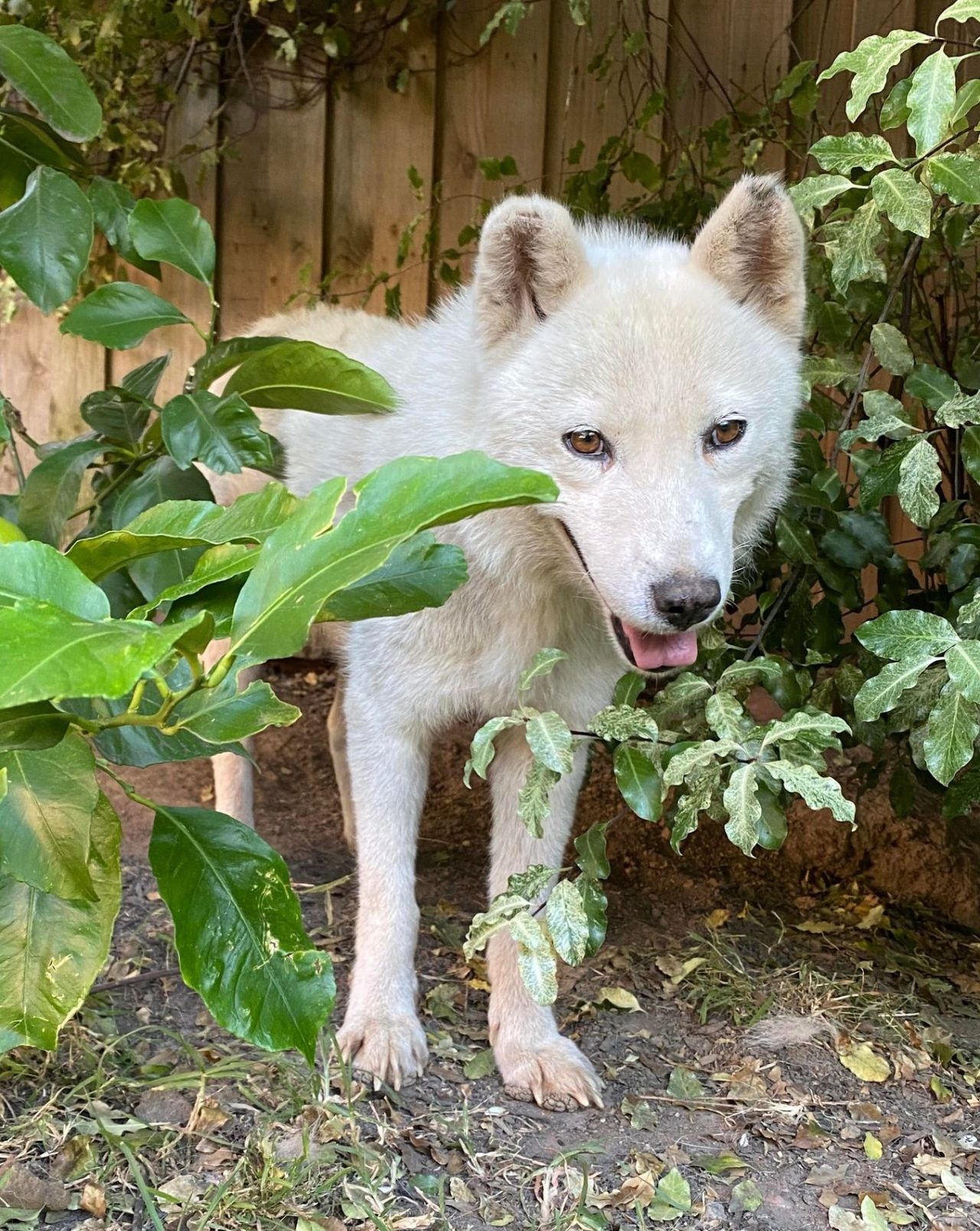 Halo - Arctic Rescue Victoria Inc.