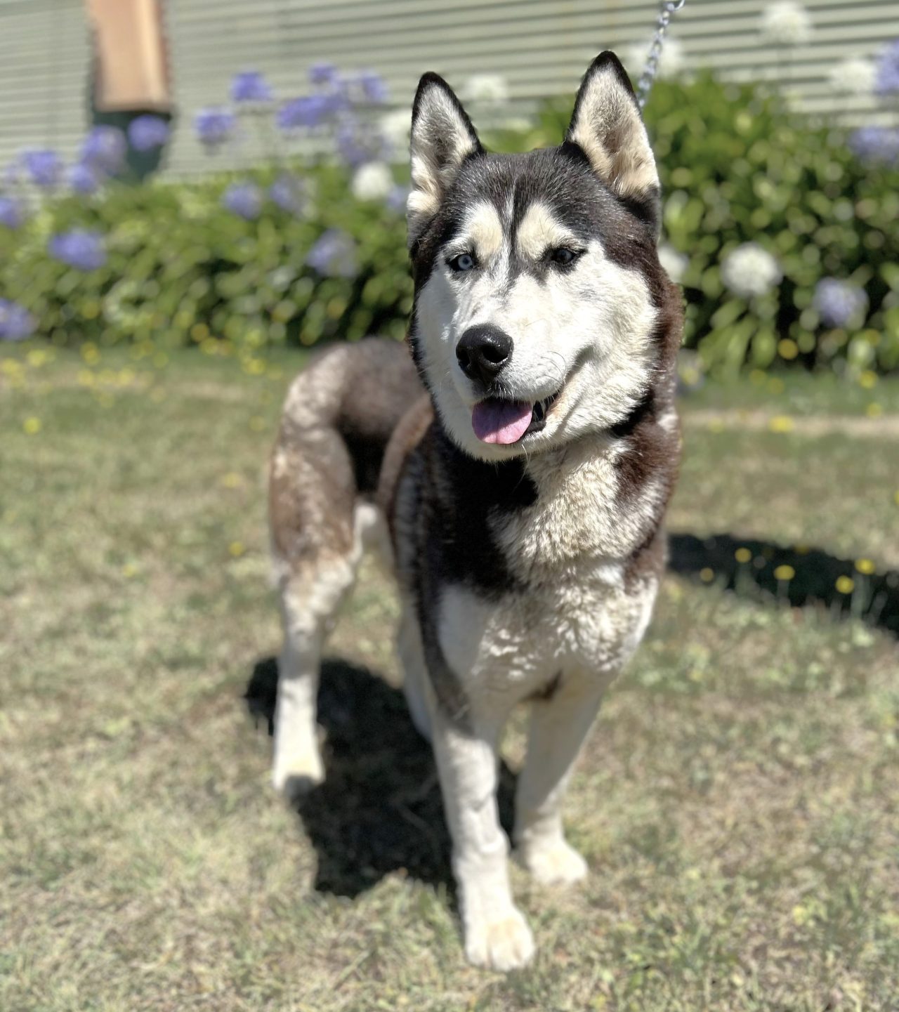 Rocky - Arctic Rescue Victoria Inc.