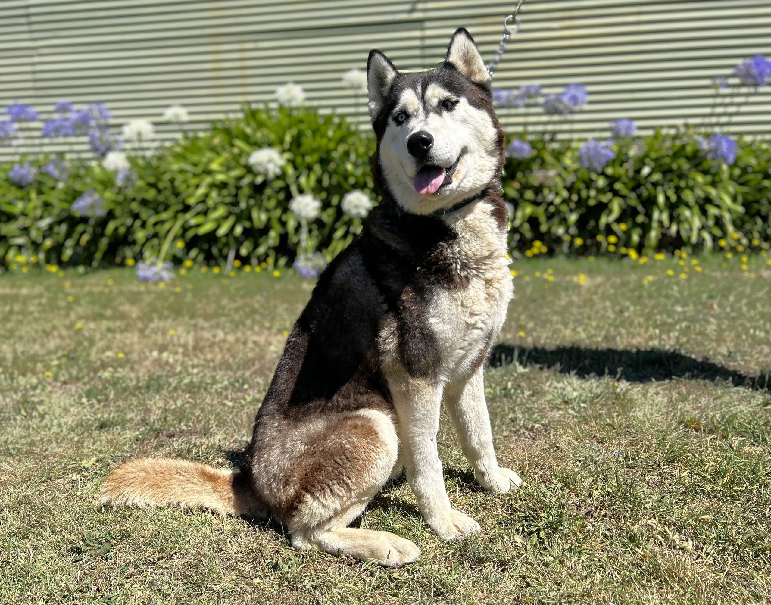 Rocky - Arctic Rescue Victoria Inc.
