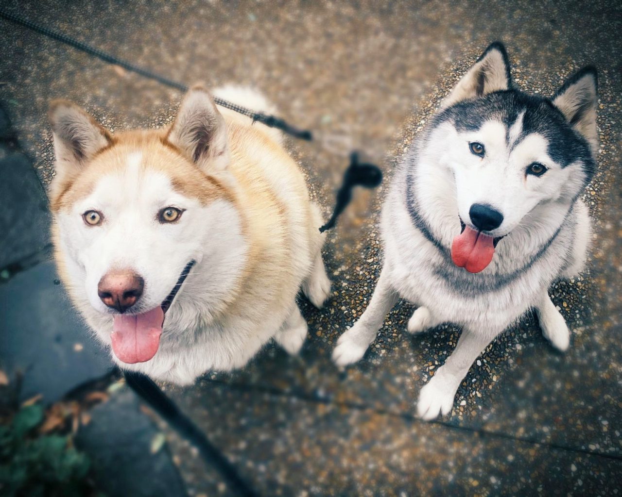 Lilo - Arctic Rescue Victoria Inc.