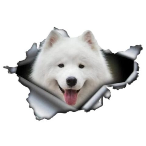 Car Sticker - Samoyed - Arctic Rescue Victoria Inc.
