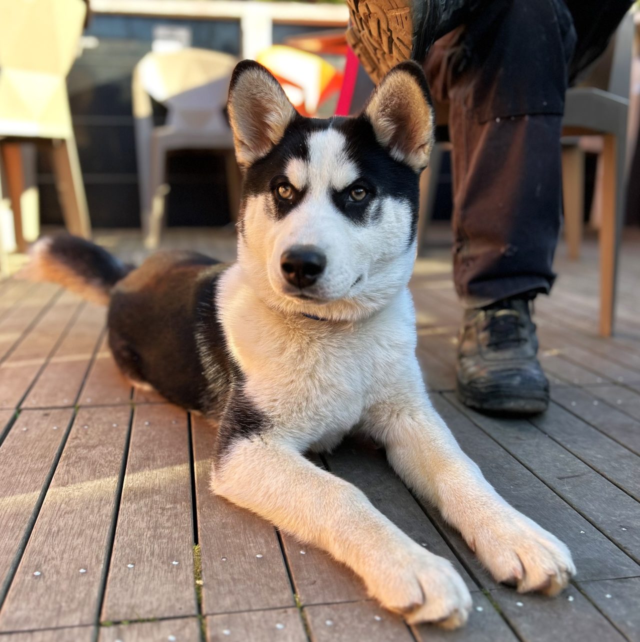 Charlie - Arctic Rescue Victoria Inc.