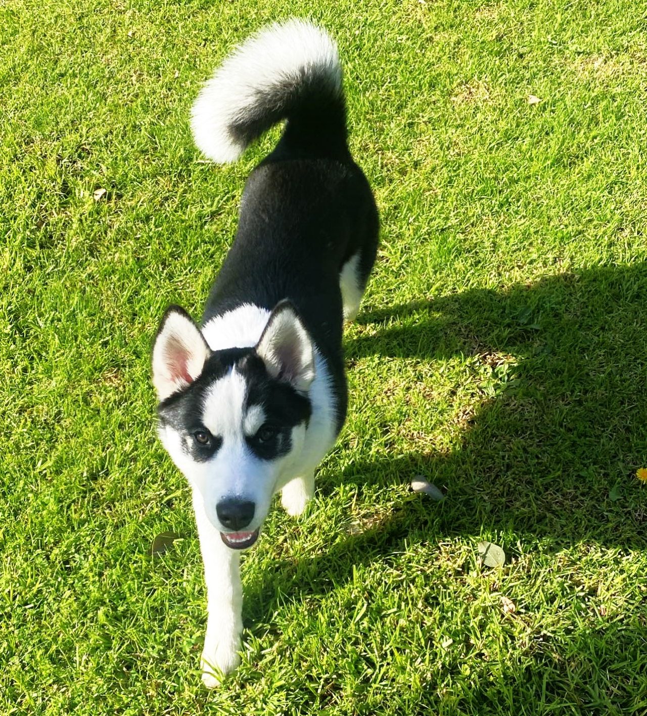 Husky X Puppies - Arctic Rescue Victoria Inc.