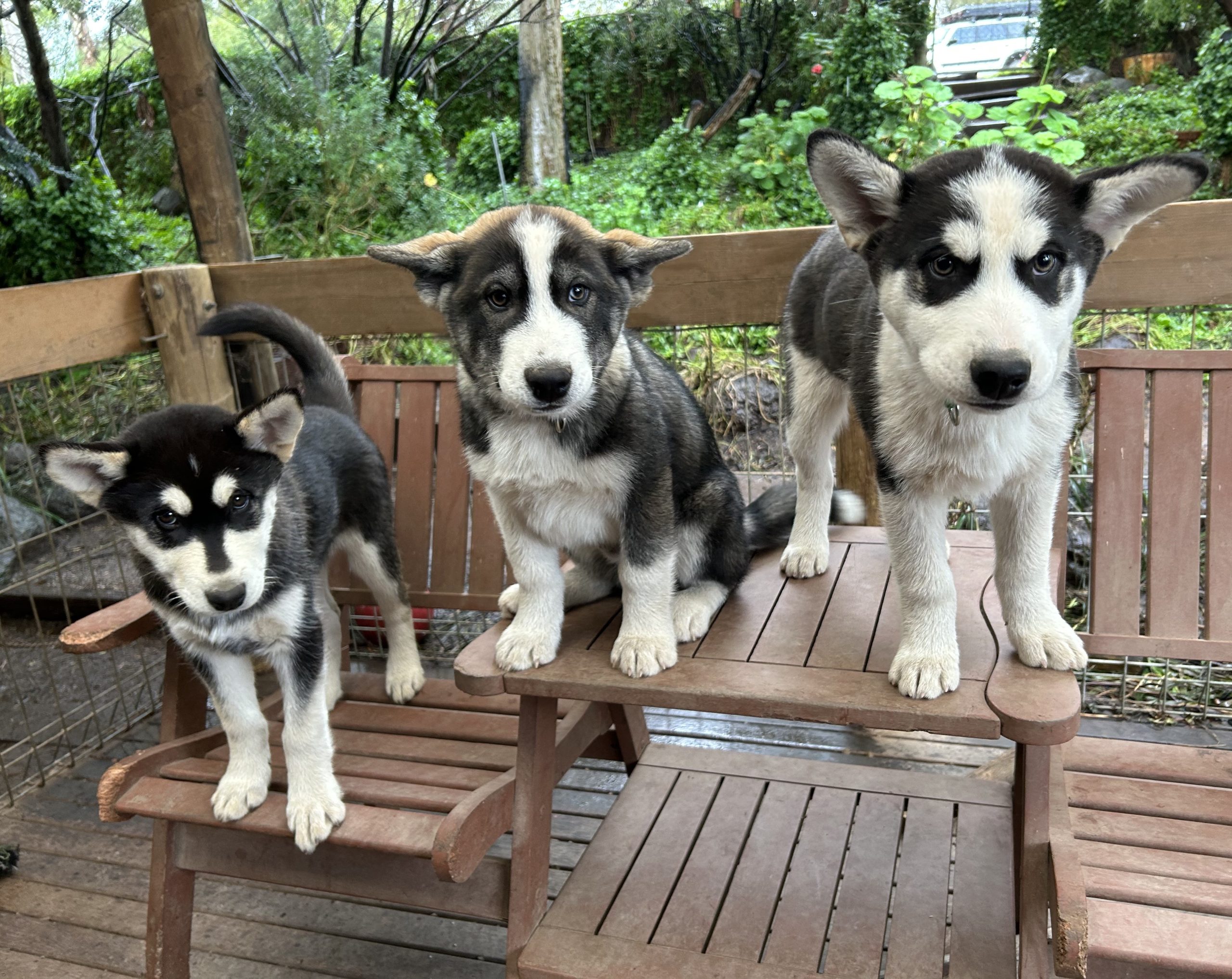 Husky-Malamute X Puppies - Arctic Rescue Victoria Inc.