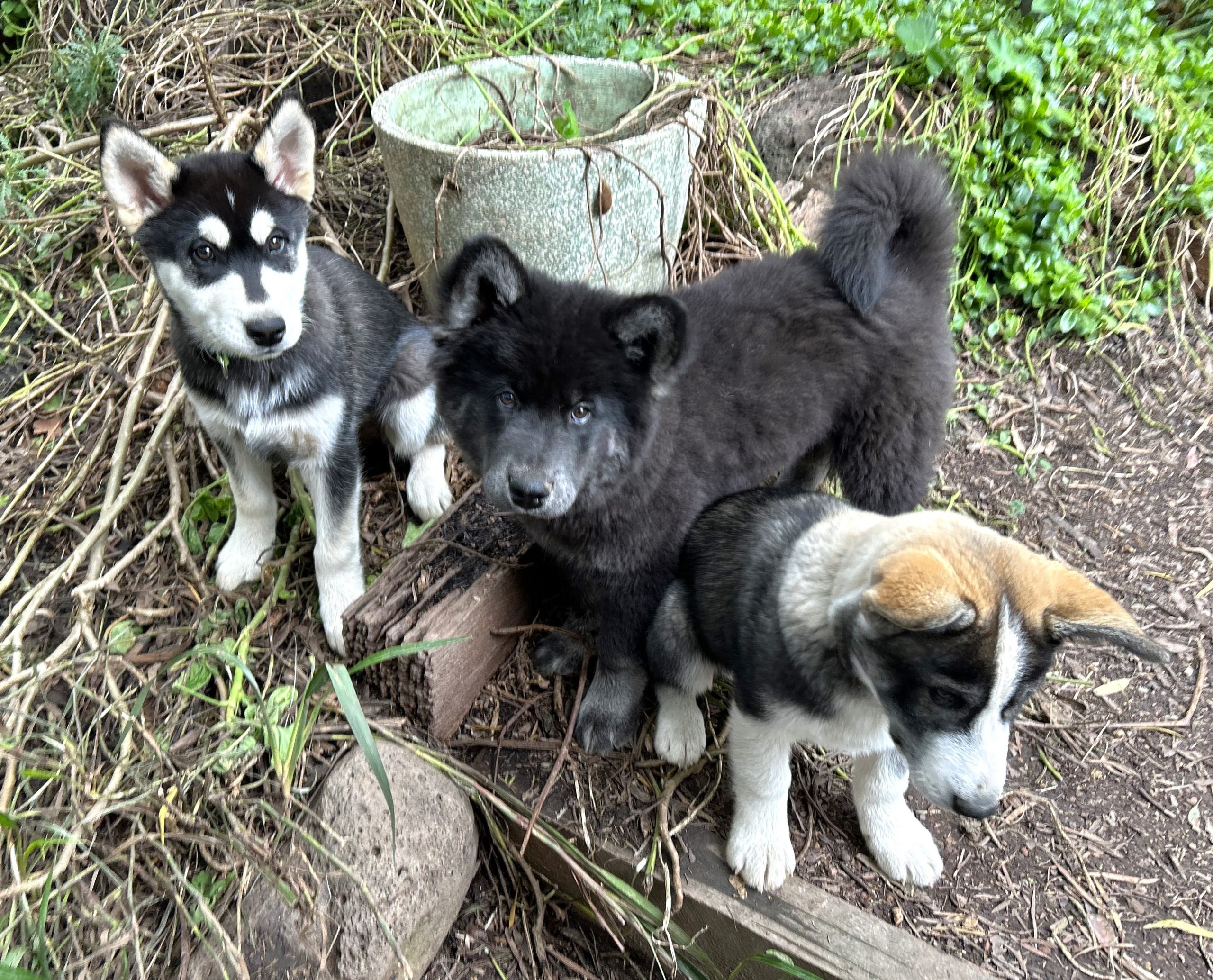 Husky-Malamute X Puppies - Arctic Rescue Victoria Inc.
