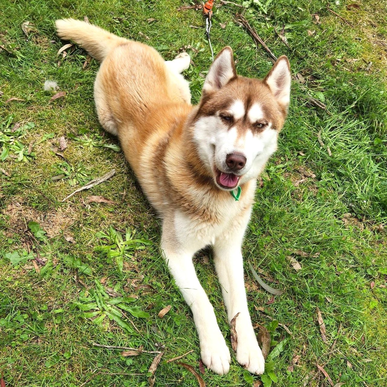 Ricky - Arctic Rescue Victoria Inc.