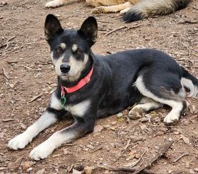 Home - Arctic Rescue Victoria Inc.