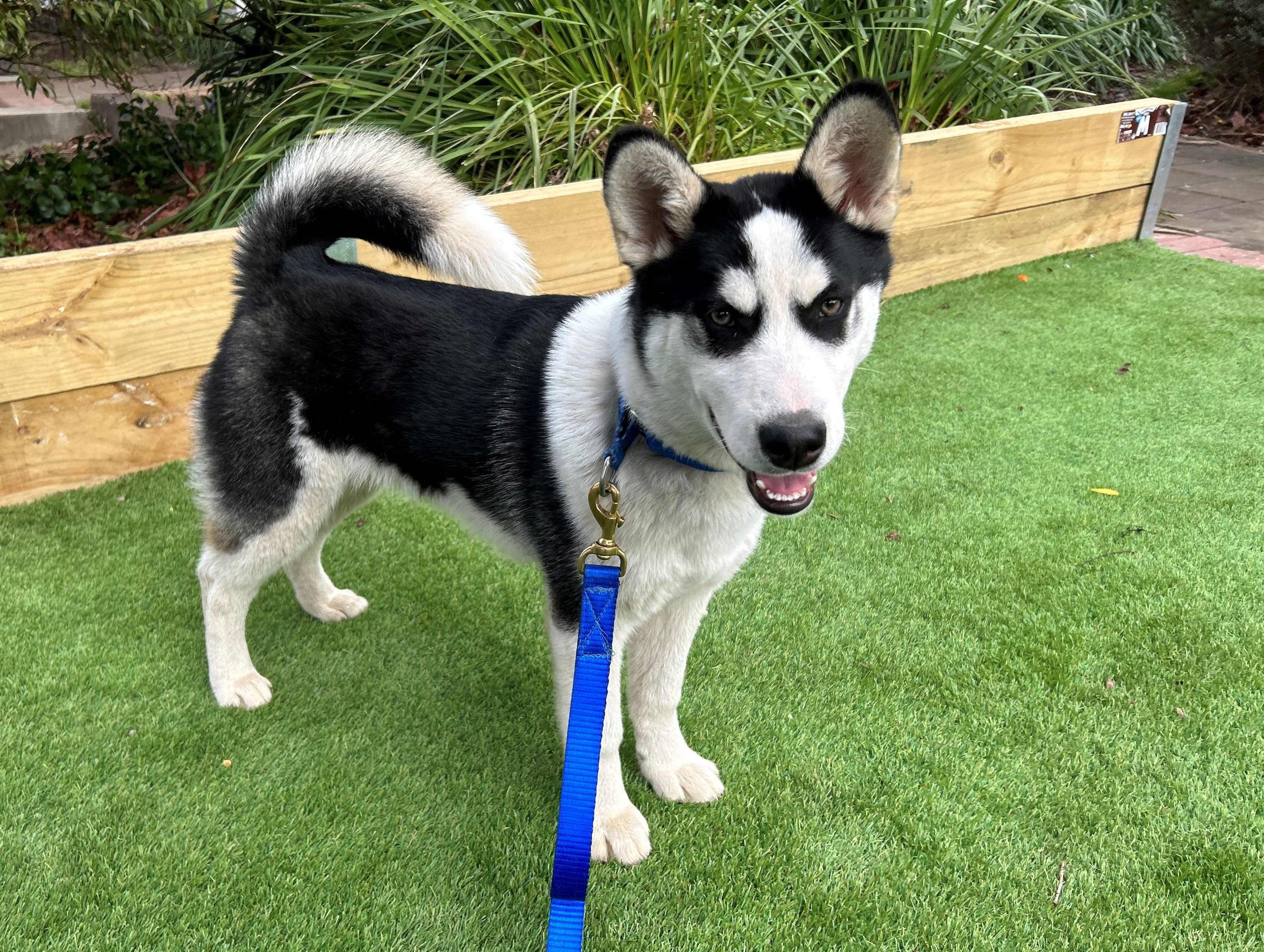 Adopted dogs - Arctic Rescue Victoria Inc.