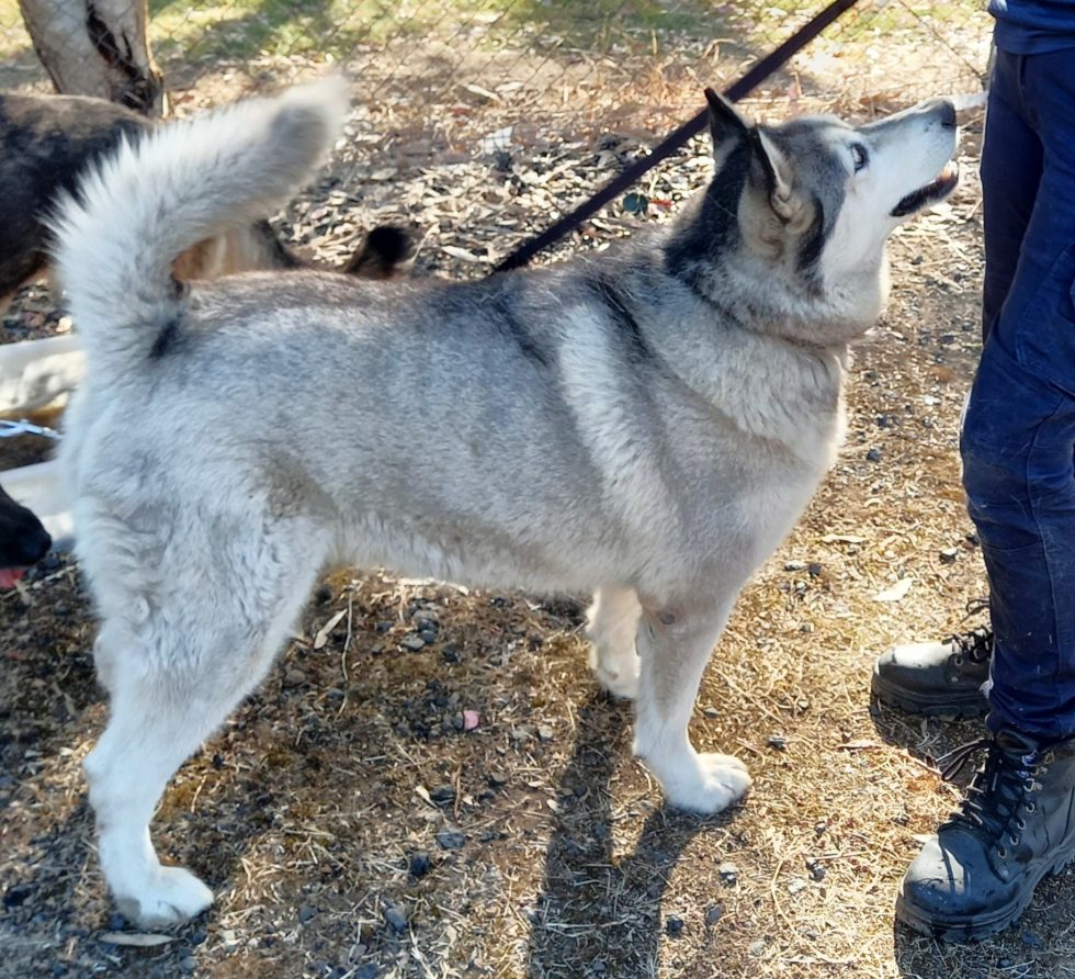 Hayley - Arctic Rescue Victoria Inc.