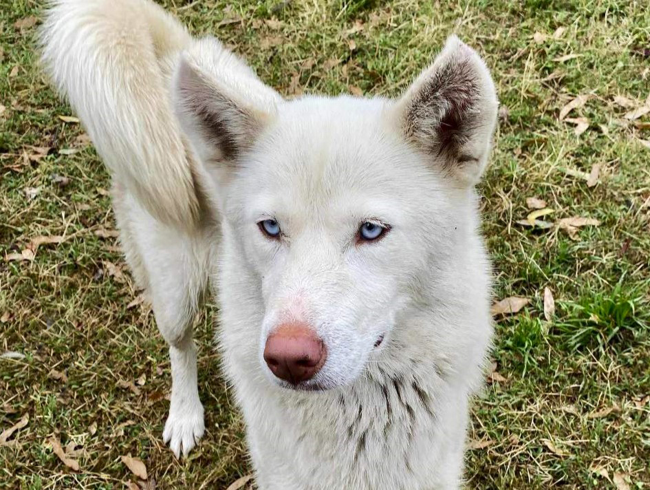 Meet the dogs - Arctic Rescue Victoria Inc.