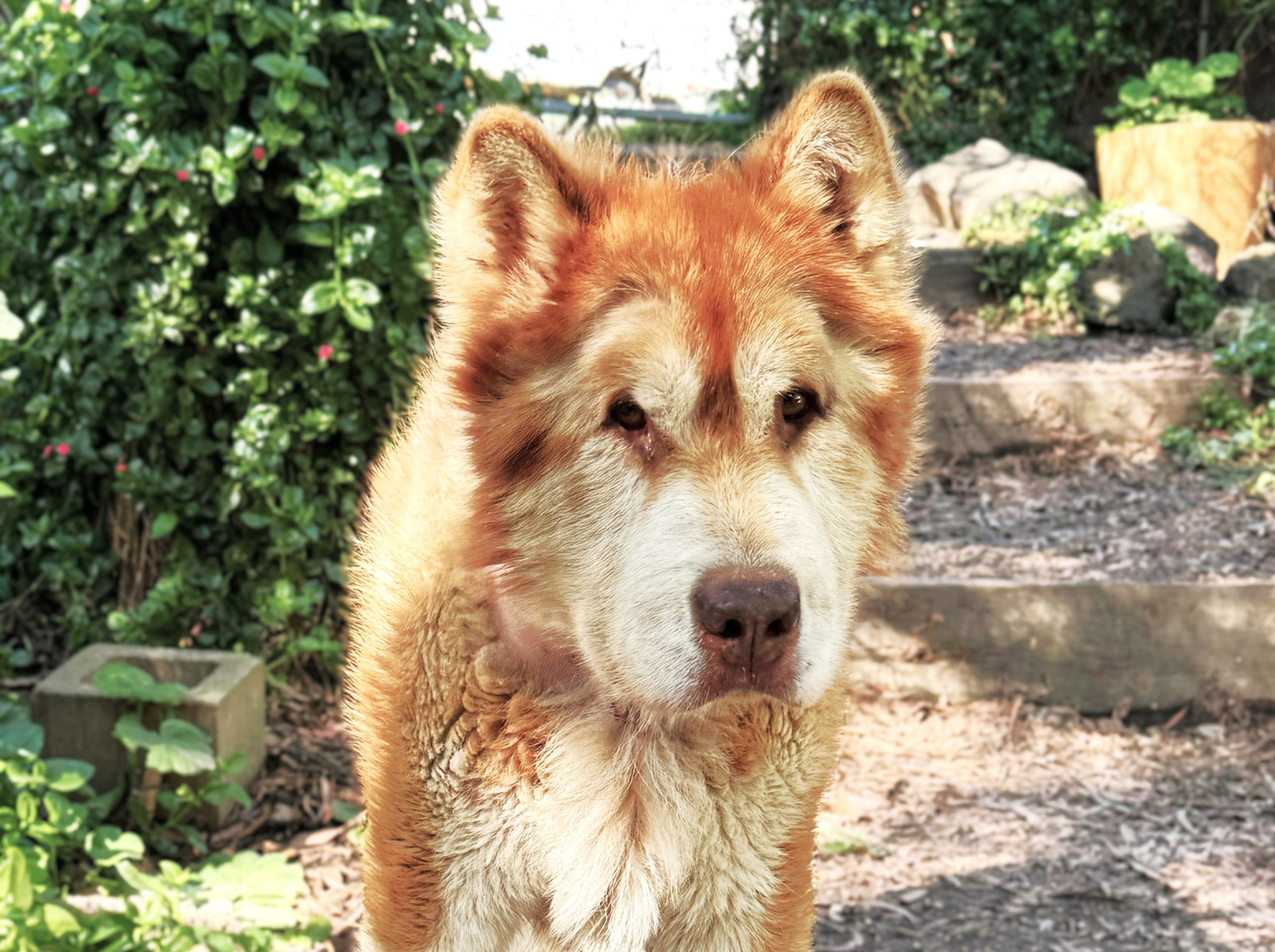 Meet the dogs - Arctic Rescue Victoria Inc.