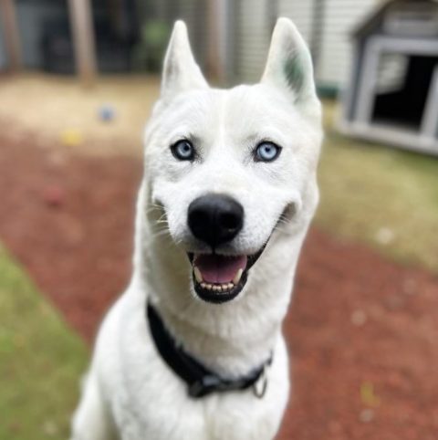 River - Arctic Rescue Victoria Inc.