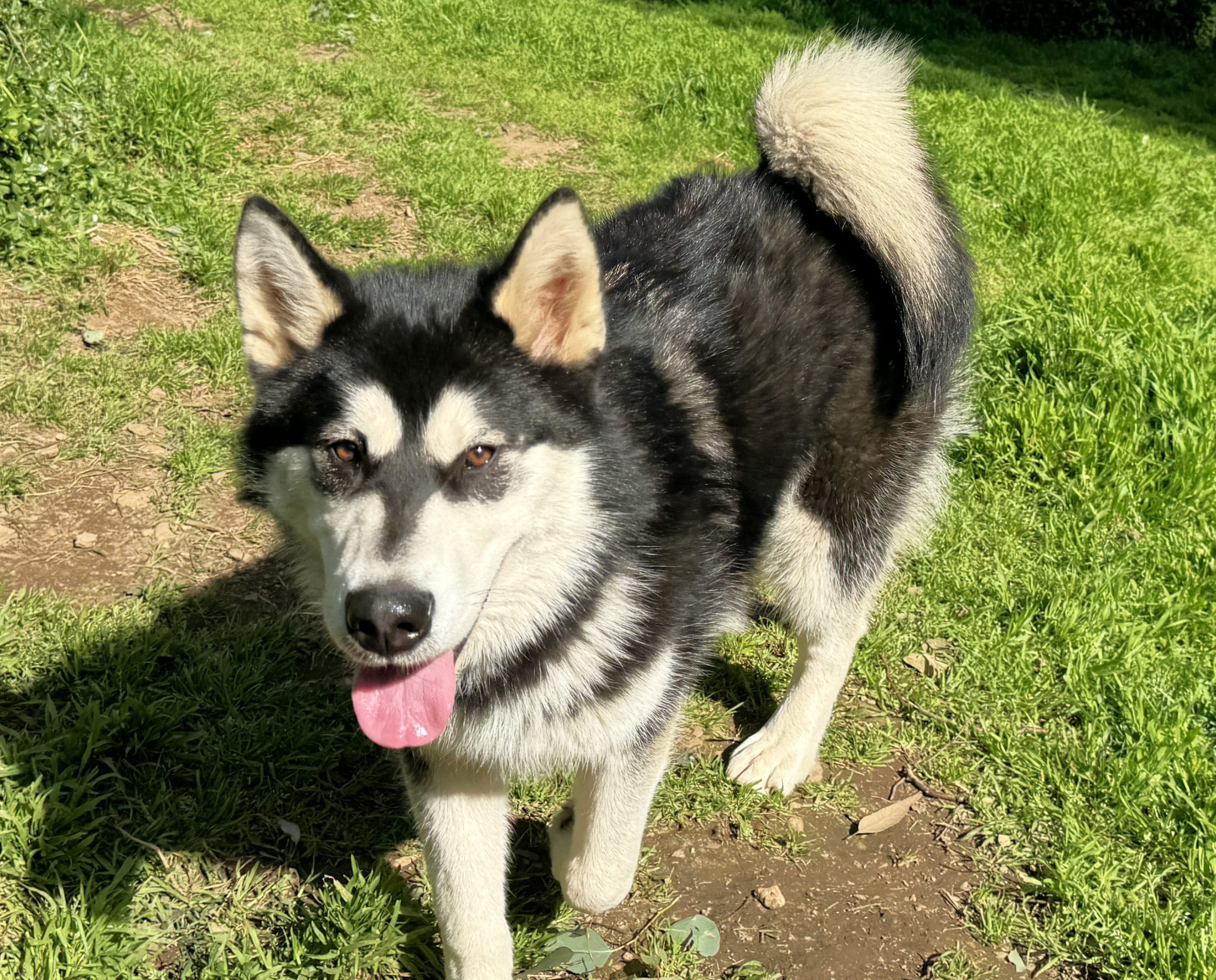 Valley - Arctic Rescue Victoria Inc.