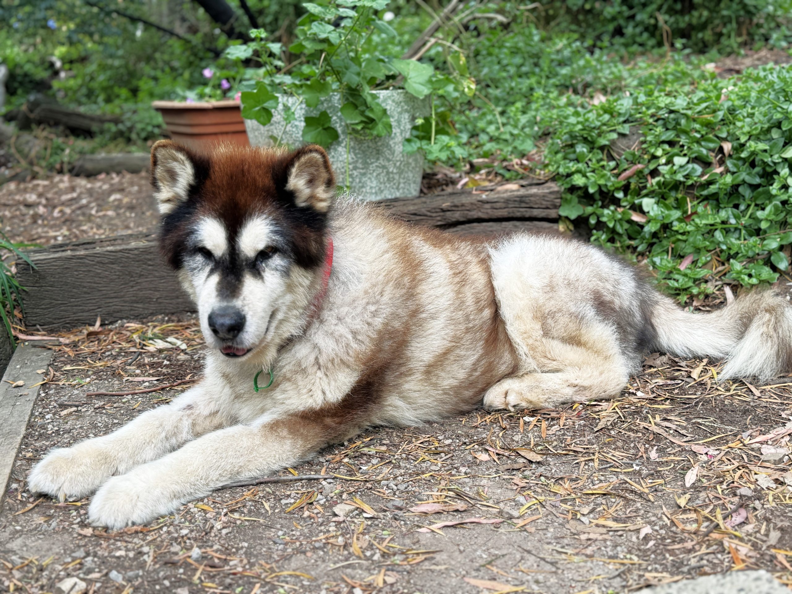 Jay Jay - Arctic Rescue Victoria Inc.