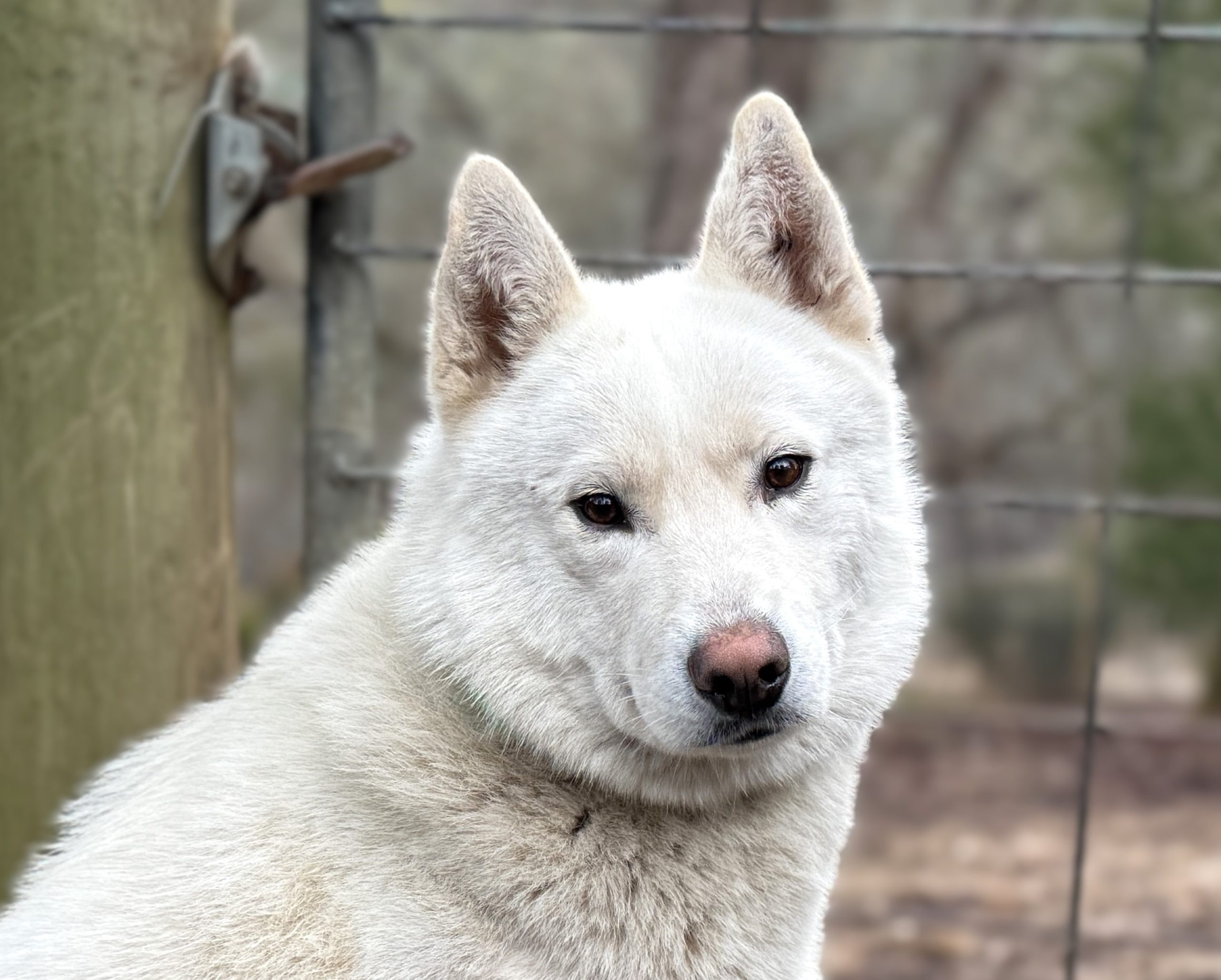 Meet the dogs - Arctic Rescue Victoria Inc.